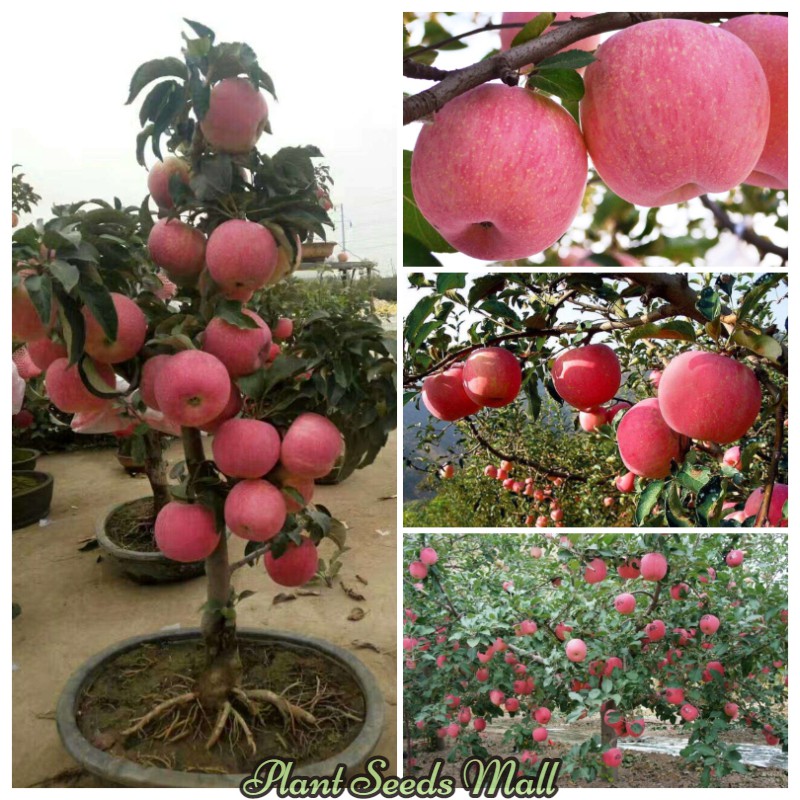 High Quality Dwarf Apple Seeds for Sale Healthy Organic Fruit Seeds for ...
