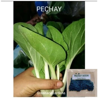 pechay - Best Prices and Online Promos - May 2024 | Shopee Philippines