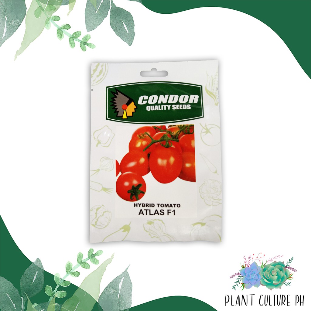Condor Quality Seeds Hybrid Tomato Atlas F1 0.45G | Shopee Philippines