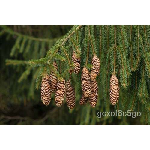 seeds flower plants Norway Spruce Tree Seeds - 50 Seeds -Beautiful ...