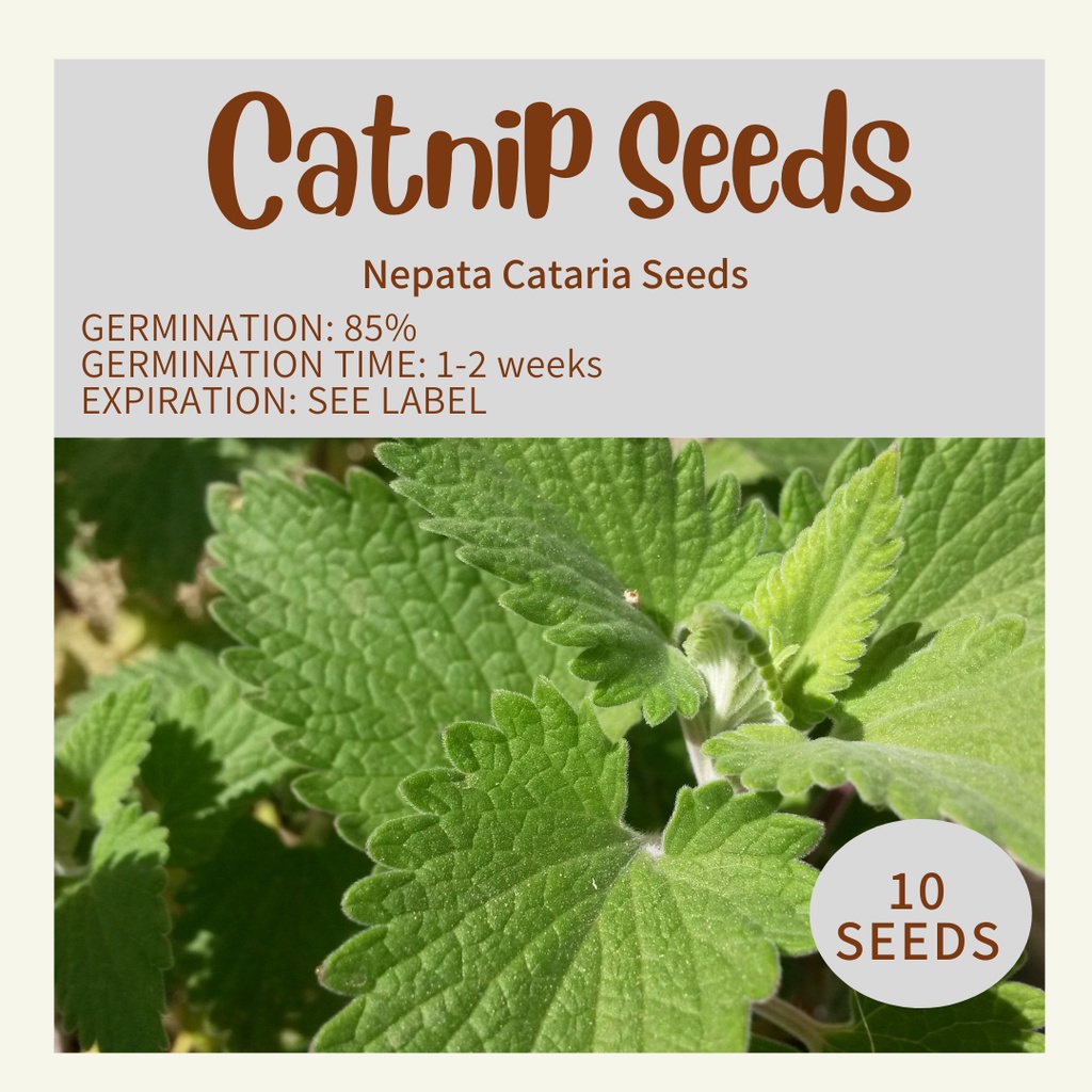 Catnip Seeds/ Nepata Cataria High Quality 10's/20's per pack | Shopee ...