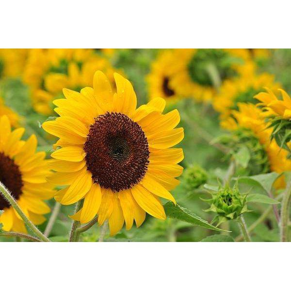 cash on delivery20 pcs Grass Flower Seeds Dwarf Sunflower Seeds Mini ...