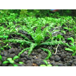Downoi - Pogostemon Helferi / red downoi *rare aquarium/aquascaping ...
