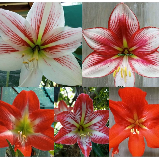 Amaryllis or Lirio Flower | Shopee Philippines