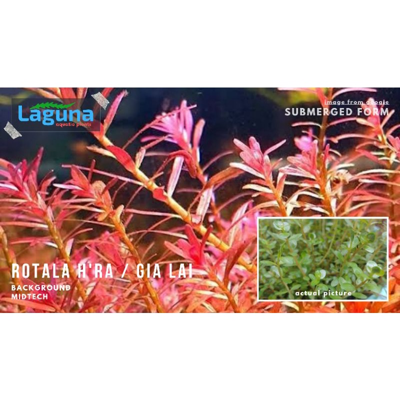 Rotala Hra / Gia Lai aquatic plants (20pcs+) | Shopee Philippines