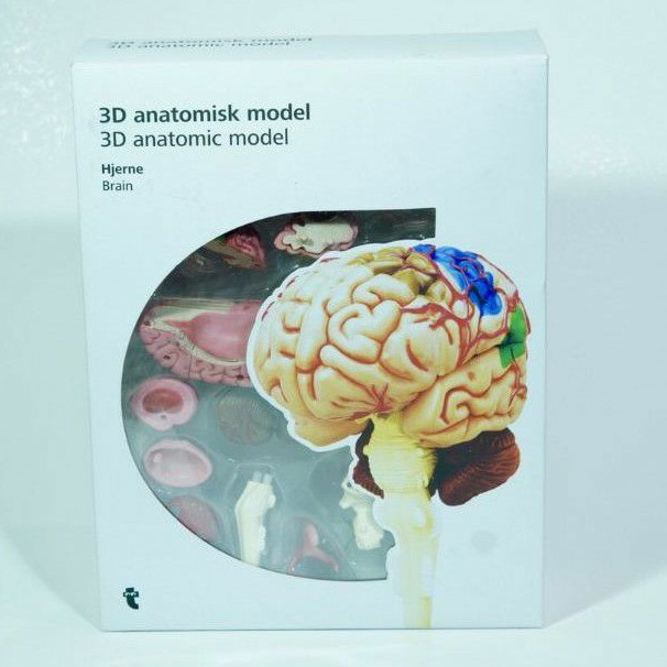 3D Brain Ear And Human Body Model For Learning anatomy 3D | Shopee ...