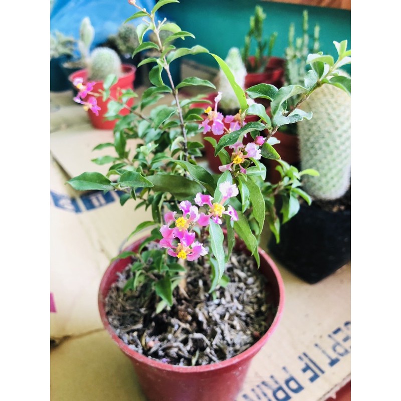 MELENDRES plant in a pot | Shopee Philippines