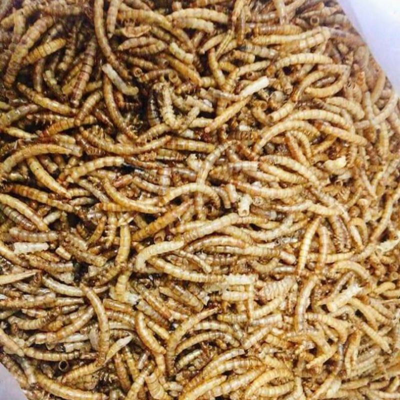 100g Rice Worms Bird Food Rice Worms Chicken Feed Rice Worms Hamster ...