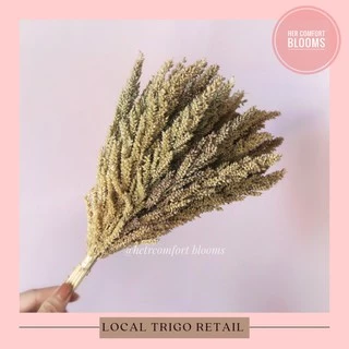 trigo - Best Prices and Online Promos - Dec 2024 | Shopee Philippines