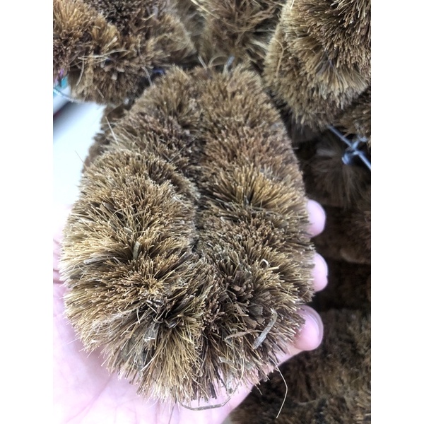 Big Scoba coconut scrub natural bunot bristles 5.5 inches x3.5 inches ...