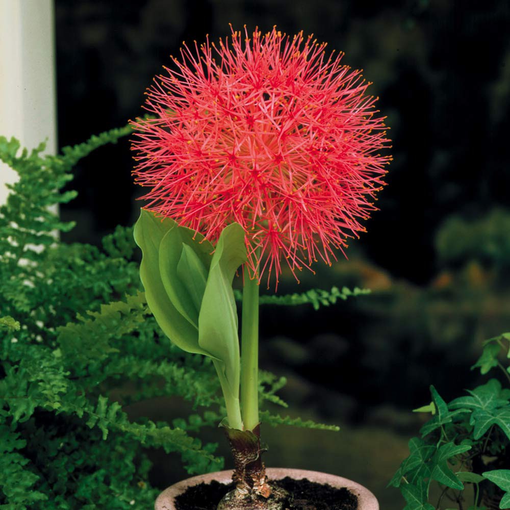 Fireball Flower Lily Bulb | Shopee Philippines