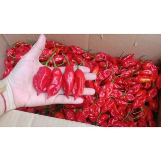 Shop siling demonyo for Sale on Shopee Philippines