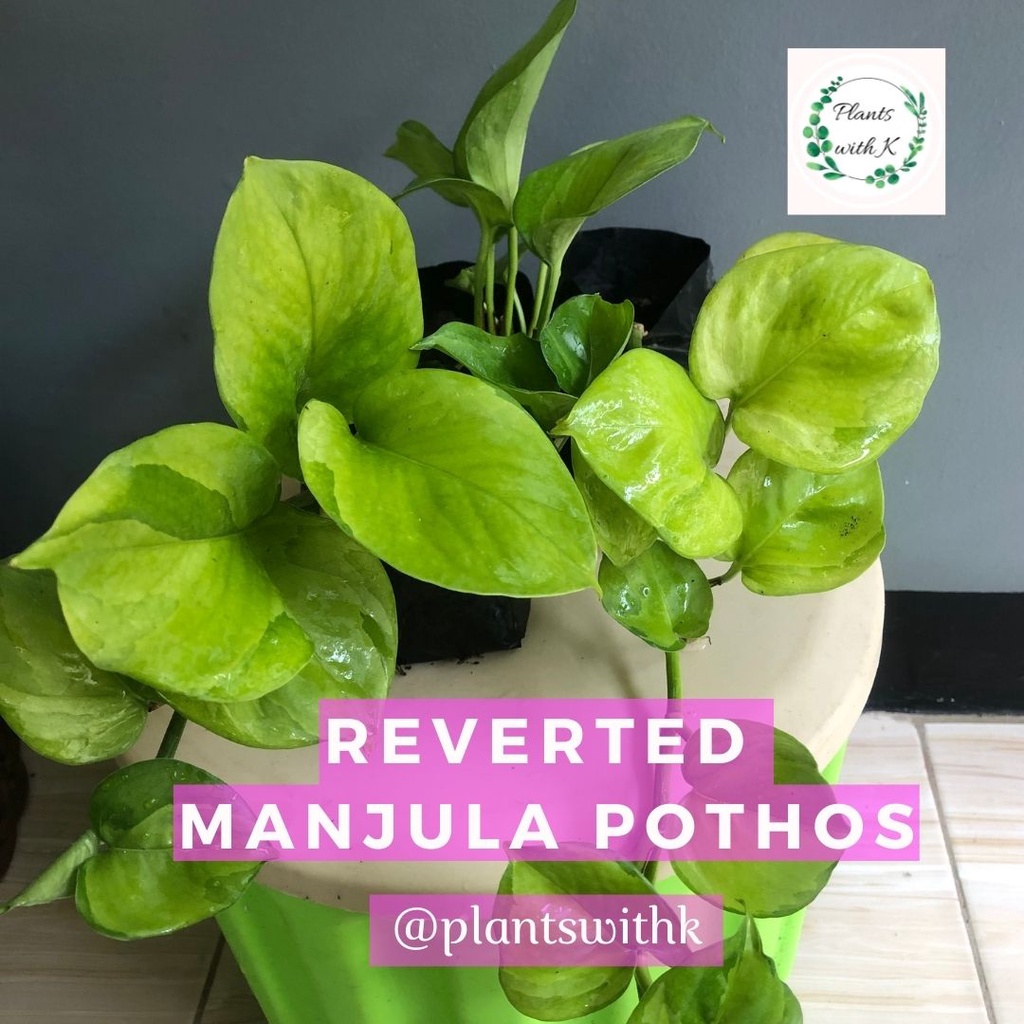 Reverted Manjula Pothos, Pothos | Shopee Philippines