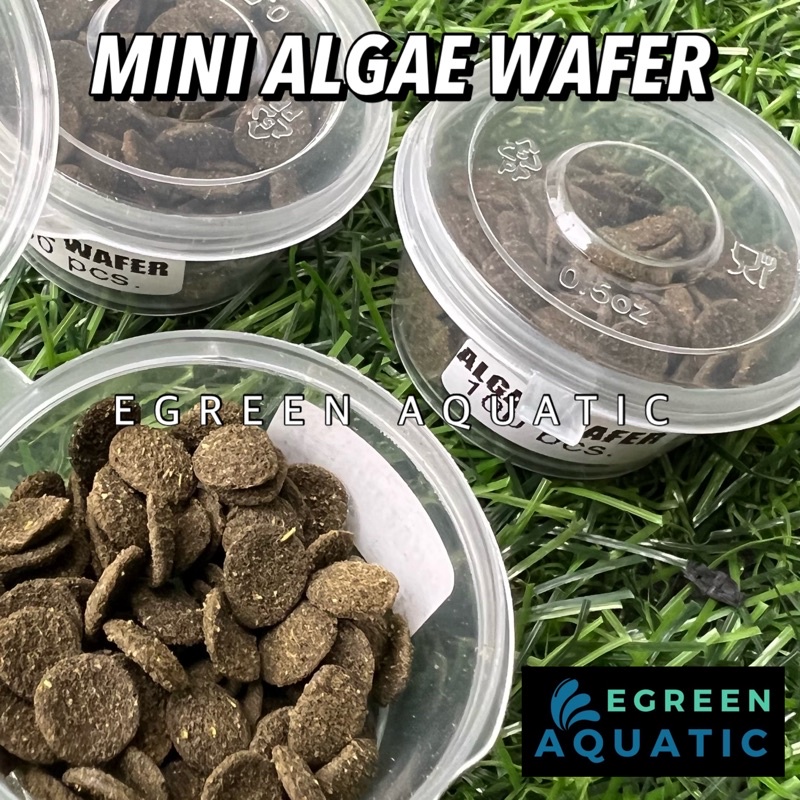 Mini Algae Wafers (Sinking) Herbivores | Hikari Japan Brand | Shopee ...