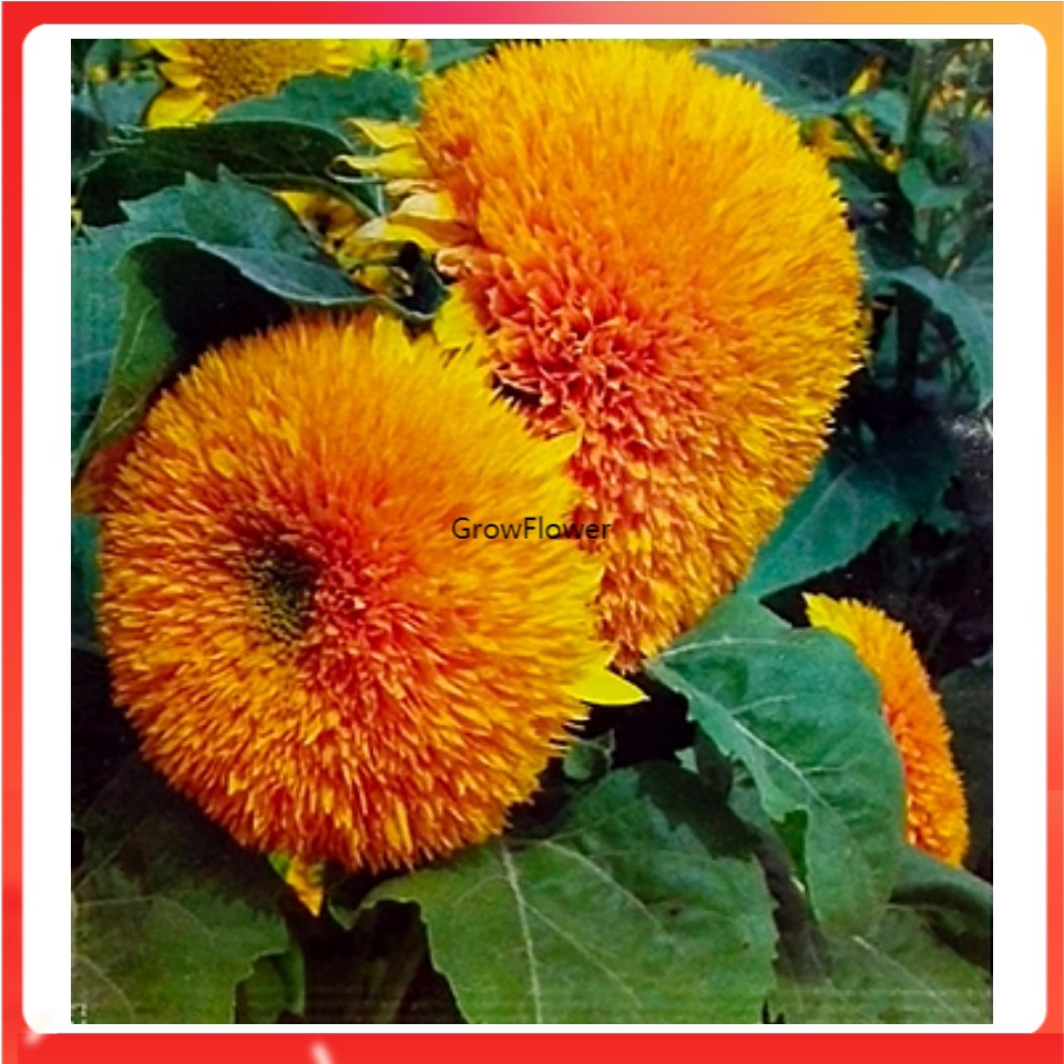 Sungold Sunflower Flower Seeds 10 Pcs | Shopee Philippines