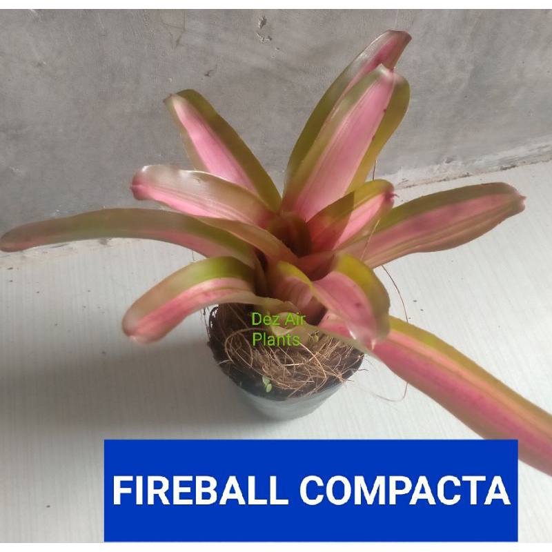 FIREBALL Mini-Bromeliads - indoor/outdoor landscape plants | Shopee ...