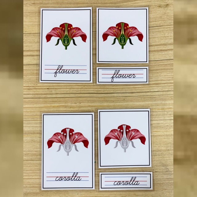 Montessori Three Part Cards - Parts of a Flower - Cursive/Print ...