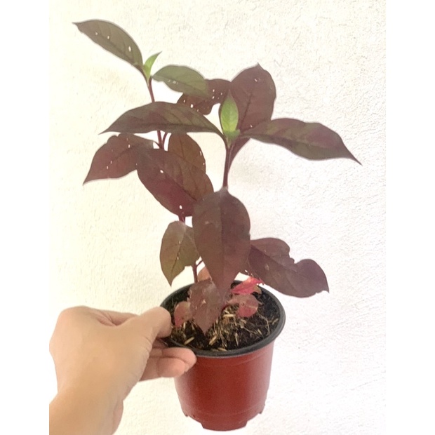 Brazilian Joyweed Ruby Leaf | Shopee Philippines