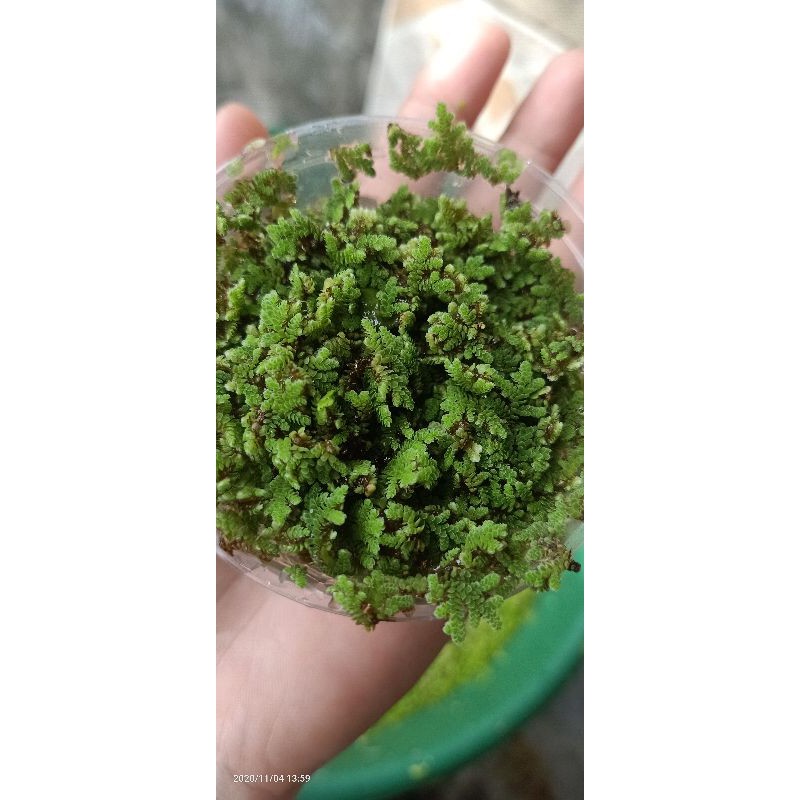 Azolla Floating Plant Starter Aquarium Needs | Shopee Philippines