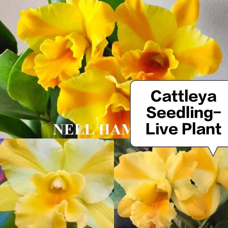 Cattleya Orchids Seedling | Shopee Philippines