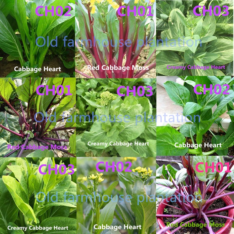 Chinese YU Choy Sum Seeds Vegetables Seeds caixin seeds Red Cabbage ...