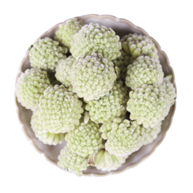 Green Radish Flower Tea 500g | Shopee Philippines