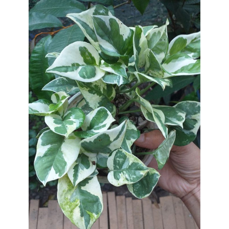 Personalized Photo neon pothos enjoy promo | Shopee Philippines