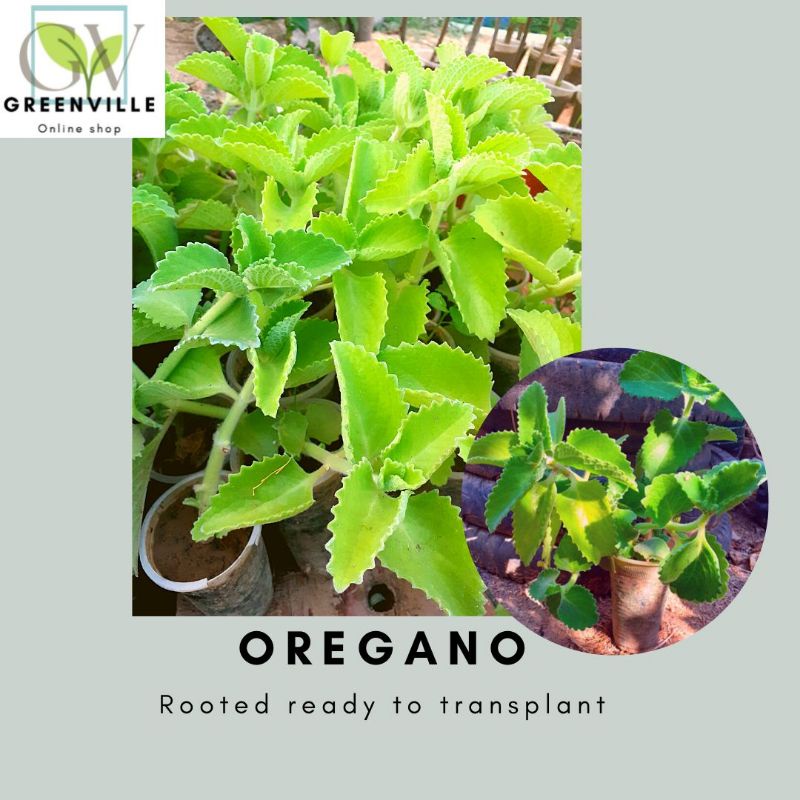 ROOTED OREGANO (buhay na 100% at may ugat) | Shopee Philippines