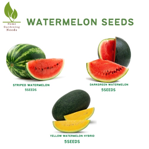 PAKWAN SEEDS - YELLOW PAKWAN GREEN PAKWAN | Shopee Philippines