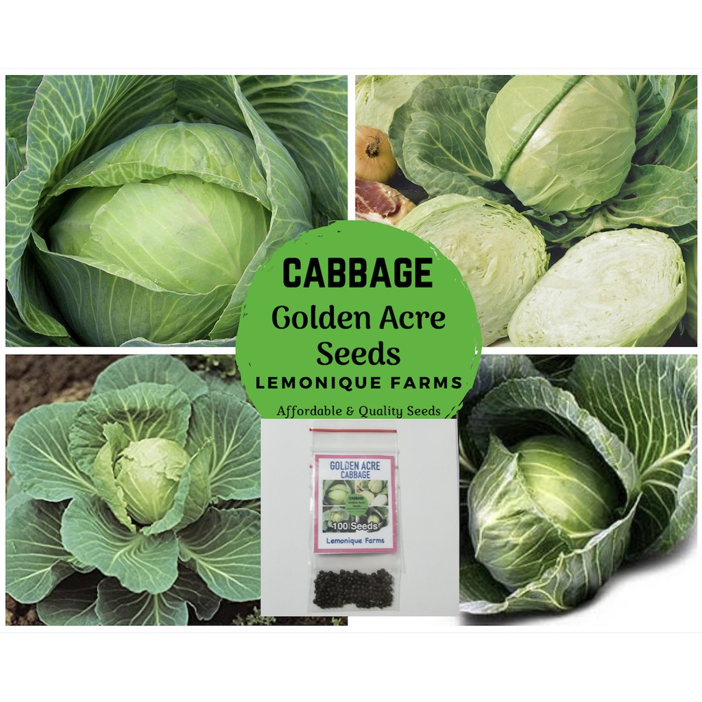 Cabbage Repolyo 100 seeds with free seedling bag and other free seeds ...