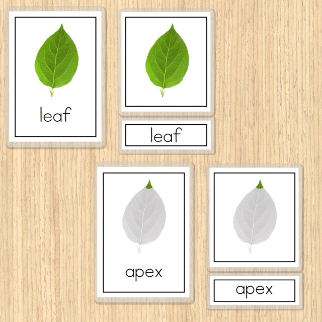 Montessori Three Part Cards Part of a Leaf - Cursive or Print | Shopee ...
