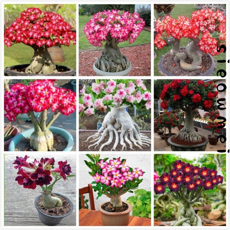 2pcs Adenium Obesum, bunga gurun, biji bunga langka Thailand, | Shopee ...