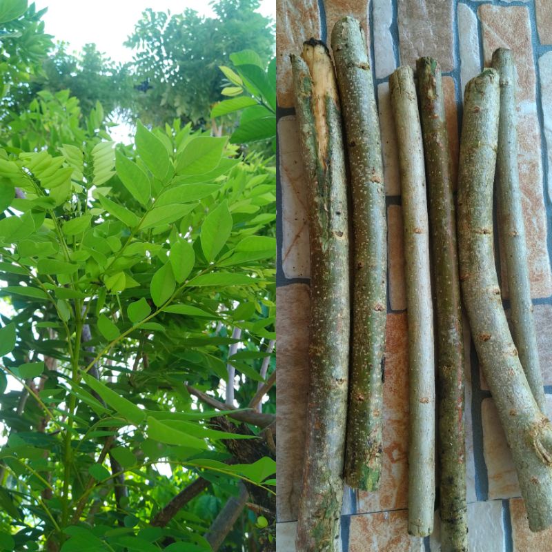 Kakawate | Madre De Cacao Leaves And Cuttings | Shopee Philippines