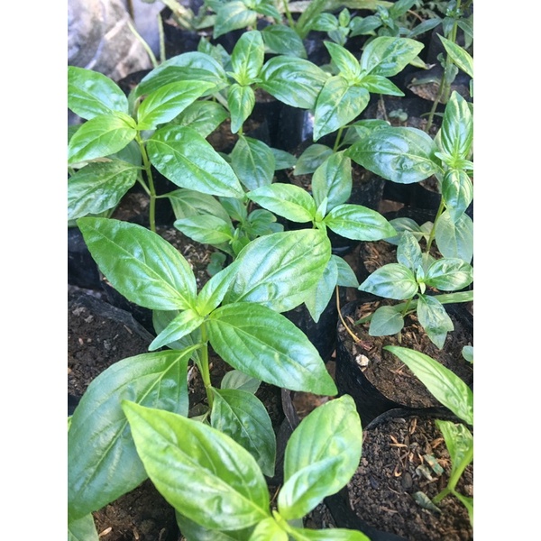 Serpentina (small)-in small polybag)-sale within Luzon only. | Shopee ...