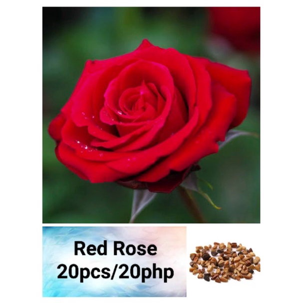 Red Rose Seeds (20pcs) | Shopee Philippines