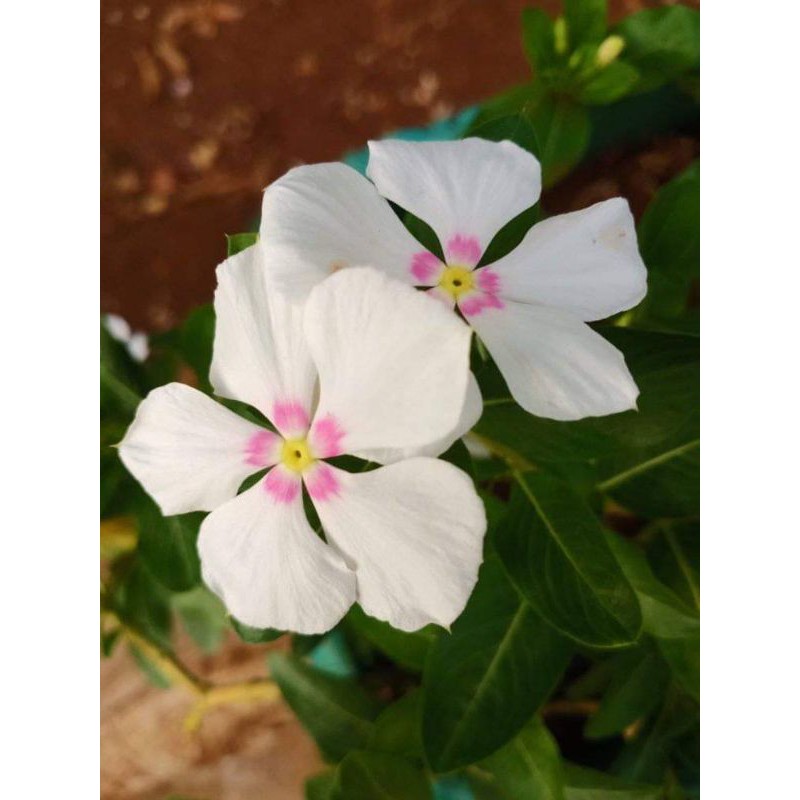 Hanging Periwinkle /Vinca White Varieties (20 seeds) | Shopee Philippines