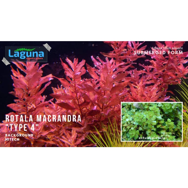 Rotala Macrandra "Type 4" aquatic plants (7 pcs) | Shopee Philippines
