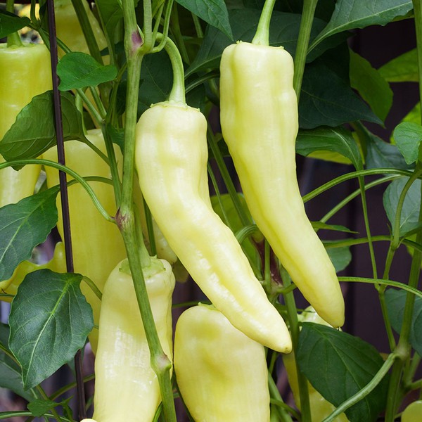 10PCS 【NEW】Sweet Pepper Seeds - Yellow Banana (Caribe) | Shopee Philippines