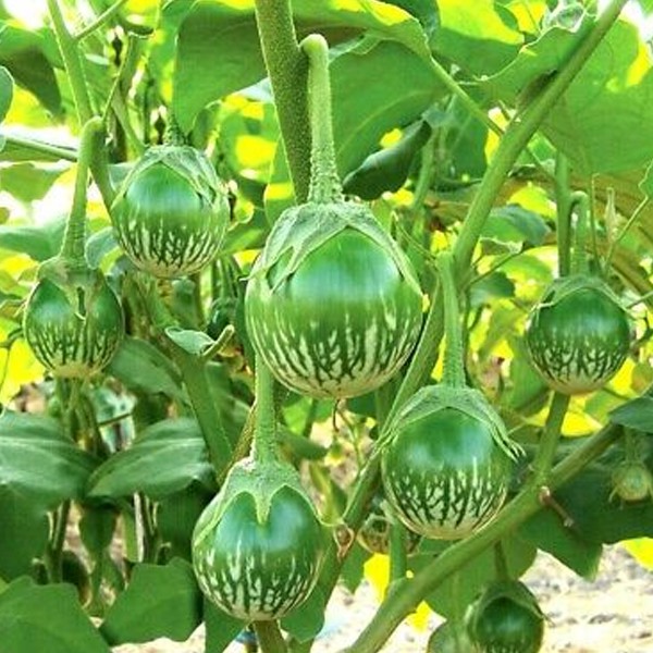 Ilokano Talong Seeds Ilokano Oval Eggplant Seeds Talong Seeds Ilokano ...