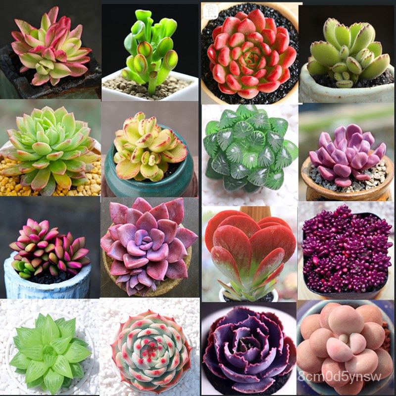 Novice Ten Random Succulent Pot Included Set Plant Pot Flower Succulent ...