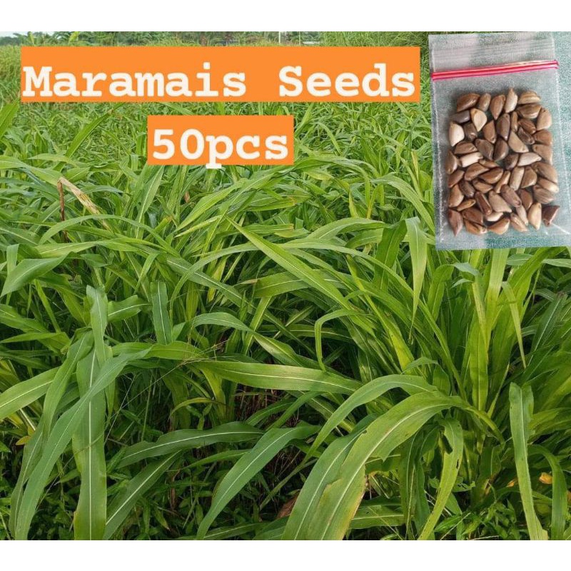 Maramais 50 seeds Geukdong Ph Forage Mais seeds Fast growing Grass with ...