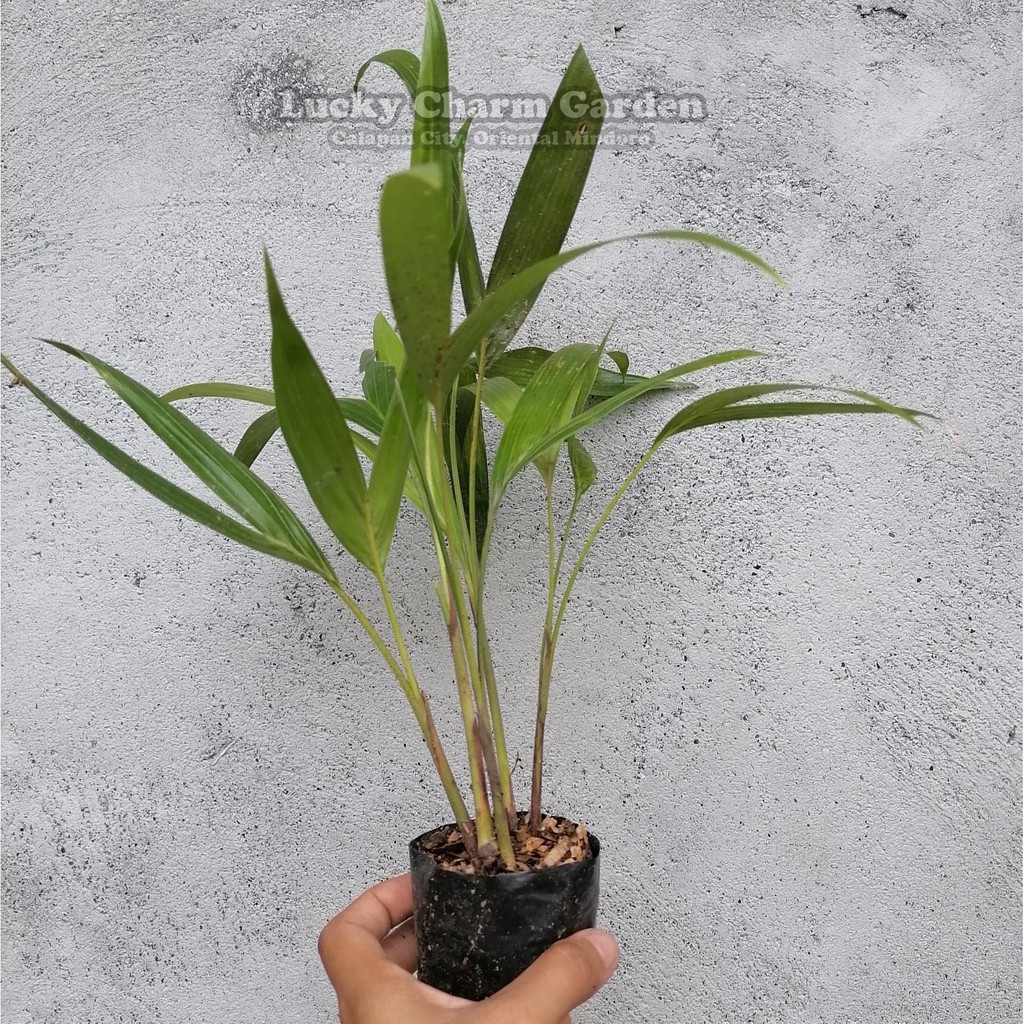 Mini Royal Palm/ Manila Palm/ Christmas Palm Seedlings (shipped with ...