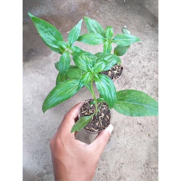 Serpentina Seedlings Medicinal Plant | Shopee Philippines