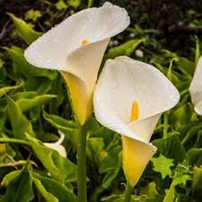 Calla Lily Seeds Flower Seeds Outdoor Garden Plant Seed#VT065--10pcs ...