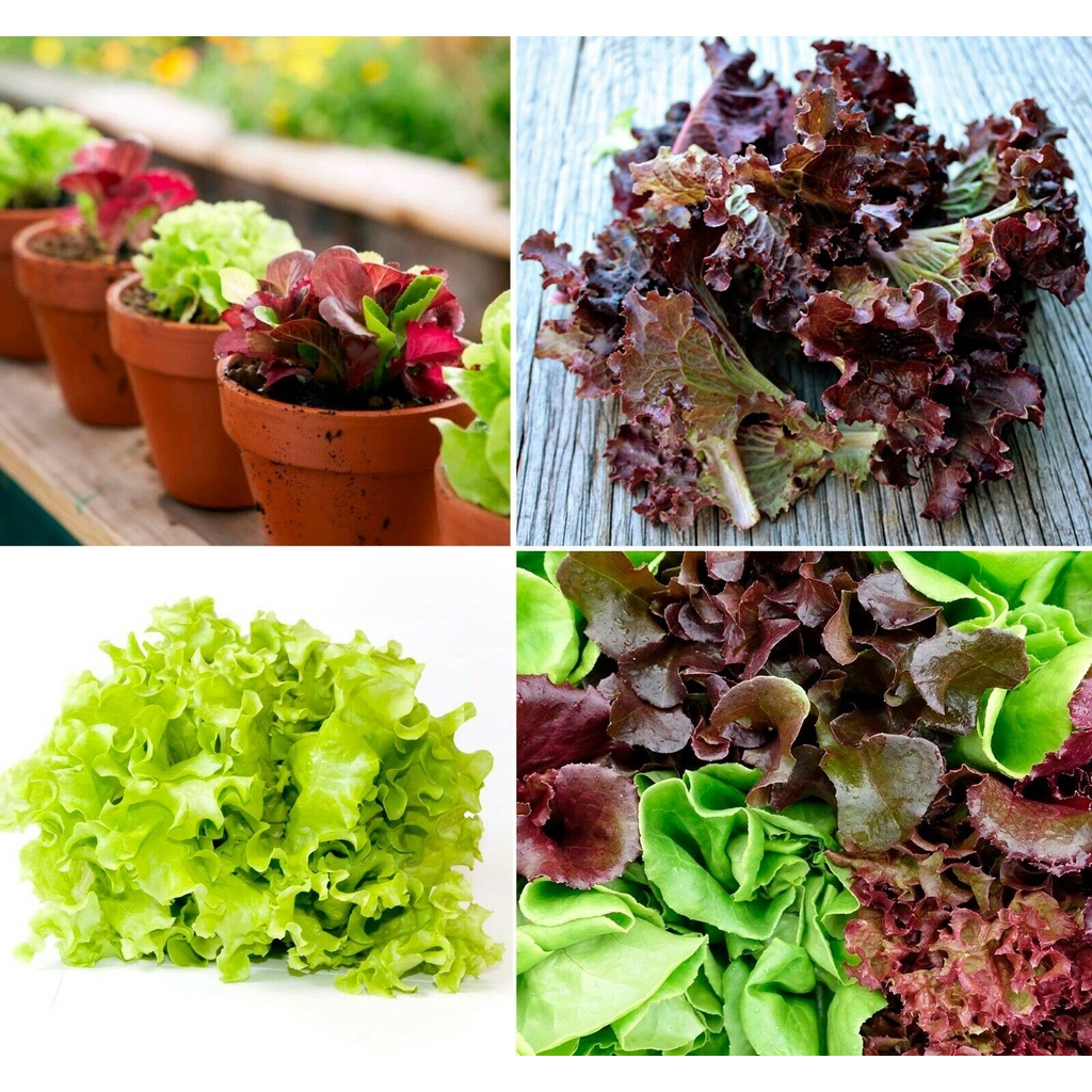 20pcs Seeds Indoor Lettuce Mix Red Purple Green Four Seasons Salad ...