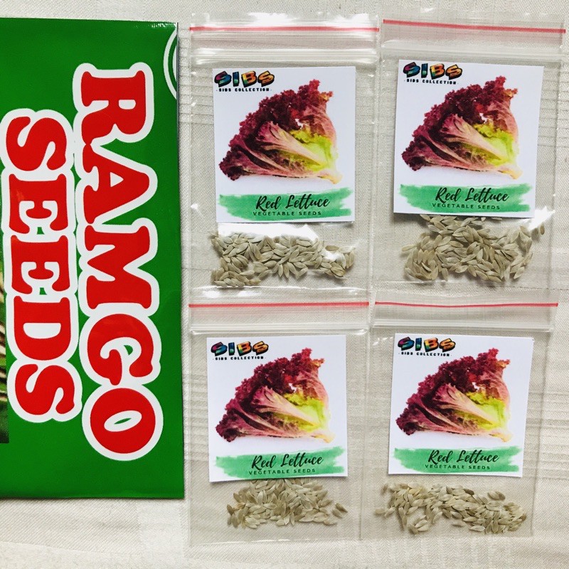 Lollo Rossa Red Lettuce Plant Seeds RAMGO Repacked / Tingi - Vegetable ...