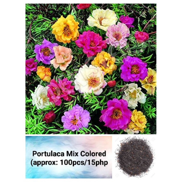 Portulaca Mix Colored Seeds (approx: 100pcs) | Shopee Philippines