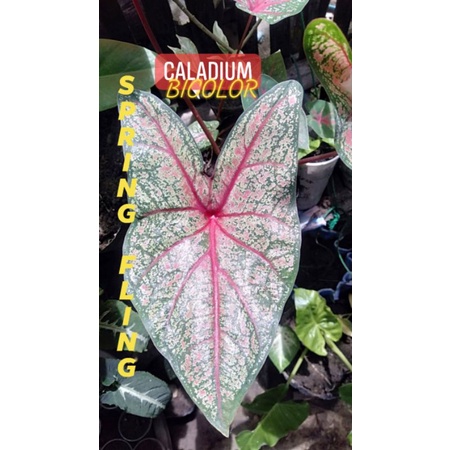 CALADIUM SPRING FLING (small -medium-big) | Shopee Philippines
