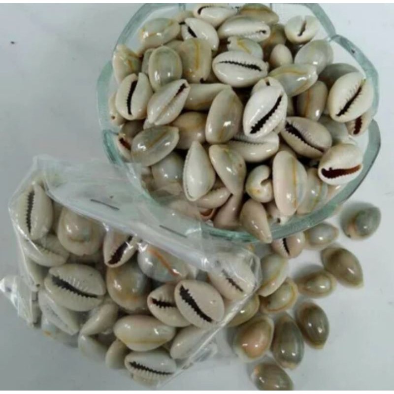 Original KUWUK SEEDS CONGKLAK SEEDS CONTENTS 100 PCS | Shopee Philippines