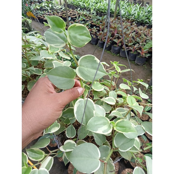 Pepperonia Variety variegated seed ling bag | Shopee Philippines